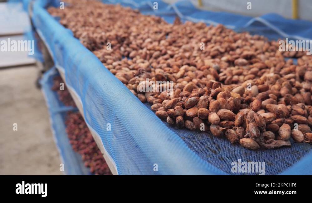 Natural fruit drying process Stock Videos & Footage - HD and 4K Video ...