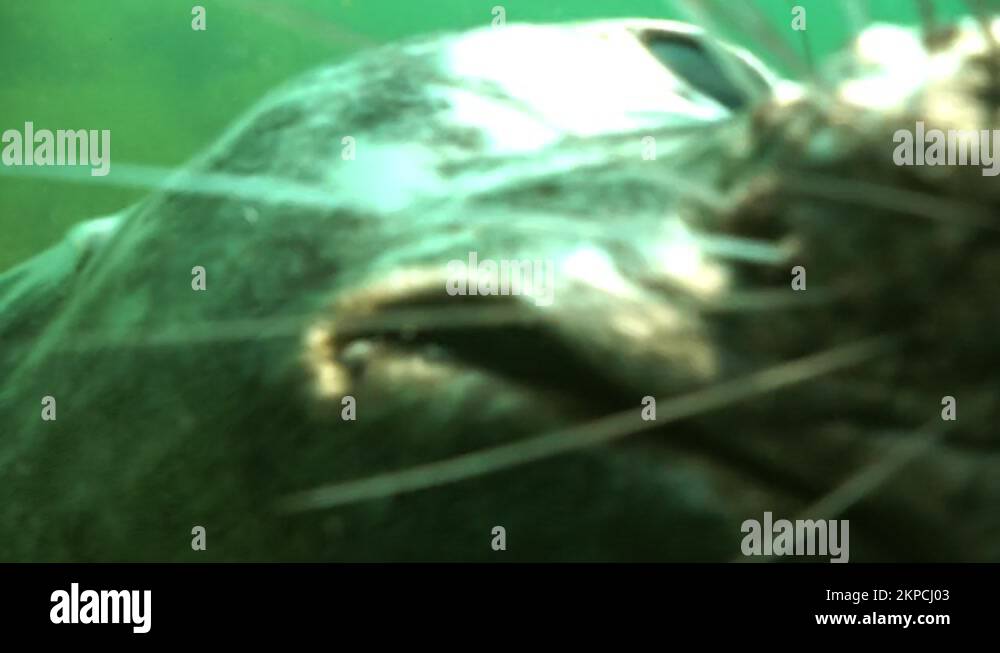 Biodiversity bite Stock Videos & Footage - HD and 4K Video Clips - Alamy