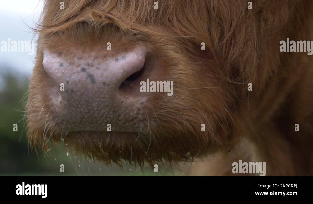 Shaggy highland cow Stock Videos & Footage - HD and 4K Video Clips - Alamy