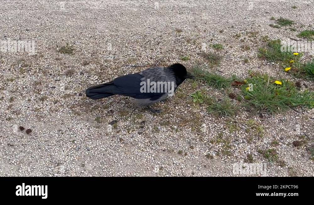 Species of bird of the crow family Stock Videos & Footage - HD and 4K ...