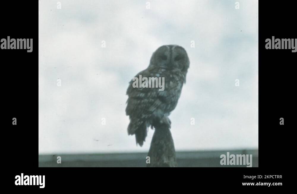 1960s: Owl sits on top of pole. Birds swoop down around owl. Exterior ...