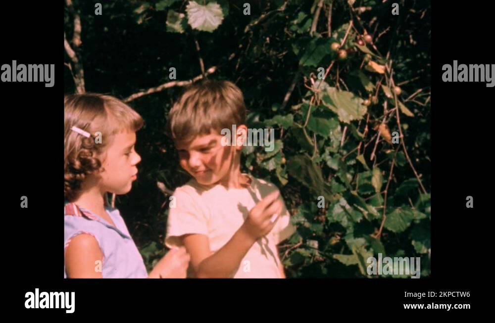 1950s: Children eating fruit. Boy grabbing tree branch, picking fruit ...