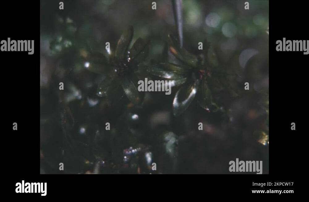 Clusters Of Seeds Stock Videos And Footage Hd And 4k Video Clips Alamy