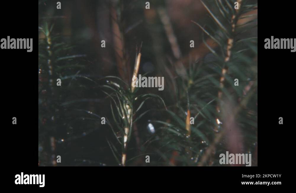 Stem leaf top Stock Videos & Footage - HD and 4K Video Clips - Alamy