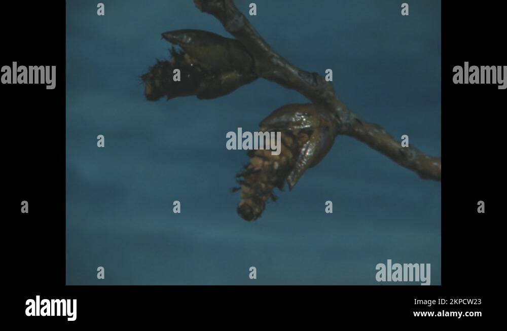 Opening tree Stock Videos & Footage - HD and 4K Video Clips - Alamy