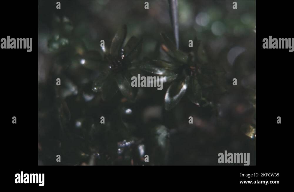 Colorless plant Stock Videos & Footage - HD and 4K Video Clips - Alamy