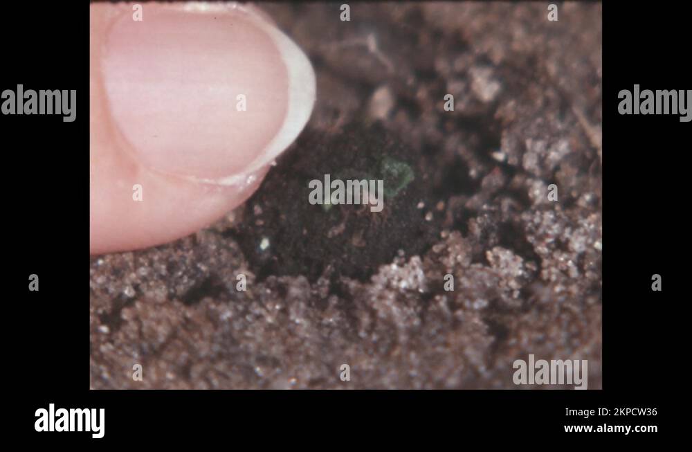 1960s: A dark clump of soil with a seedling. A fingernail for size ...