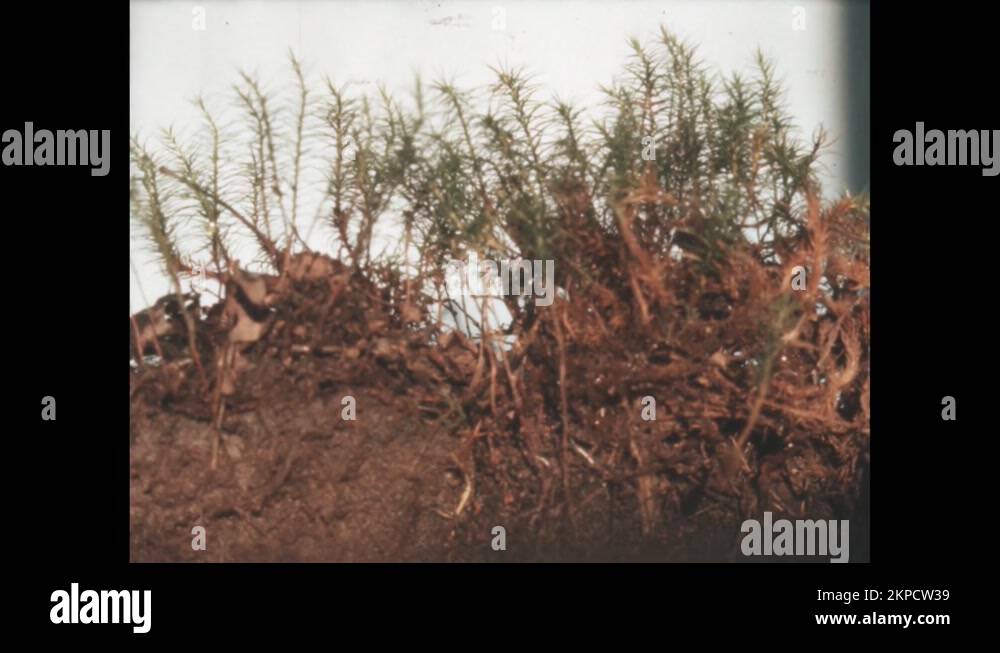 1960s: A cross section showing the root system of a moss. Detail of ...