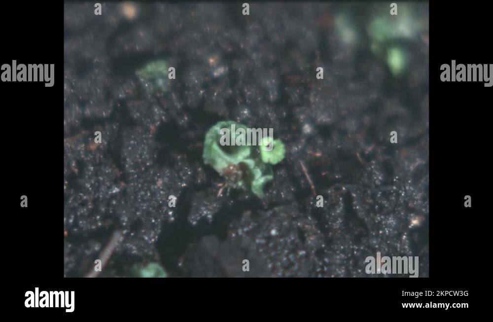 1960s: Detail of a seedling in a dark clump of soil. Flickering footage ...