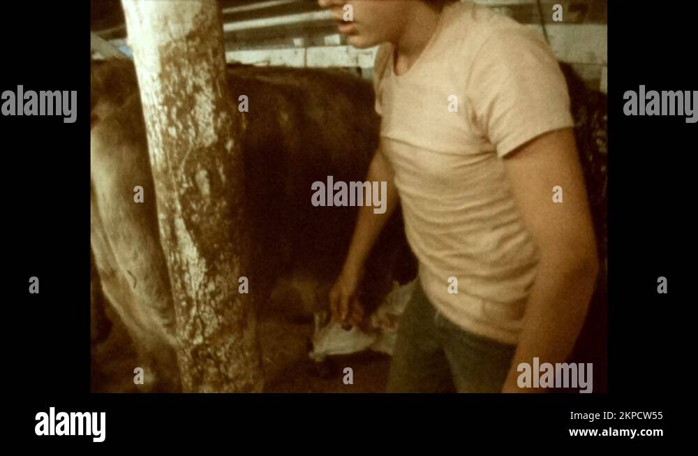 Cow handling Stock Videos & Footage - HD and 4K Video Clips - Alamy