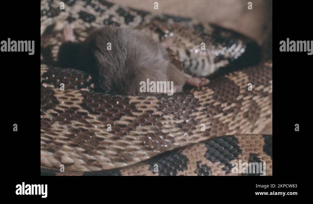 Strangles Stock Videos & Footage - HD and 4K Video Clips - Alamy