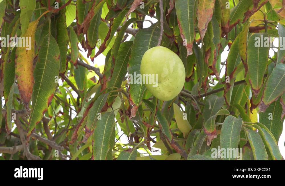 Raw mango tree Stock Videos & Footage - HD and 4K Video Clips - Alamy