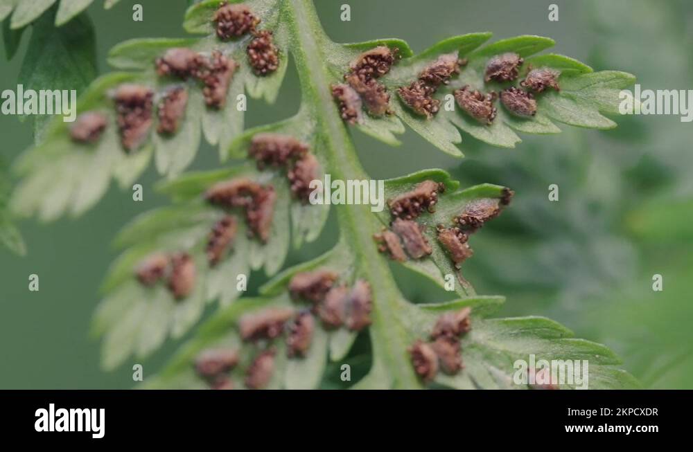 Fern sori sorus Stock Videos & Footage - HD and 4K Video Clips - Alamy
