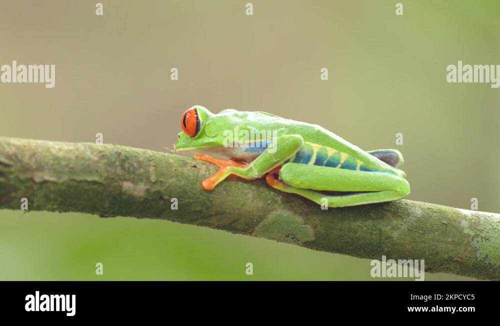Frog head on view Stock Videos & Footage - HD and 4K Video Clips - Alamy