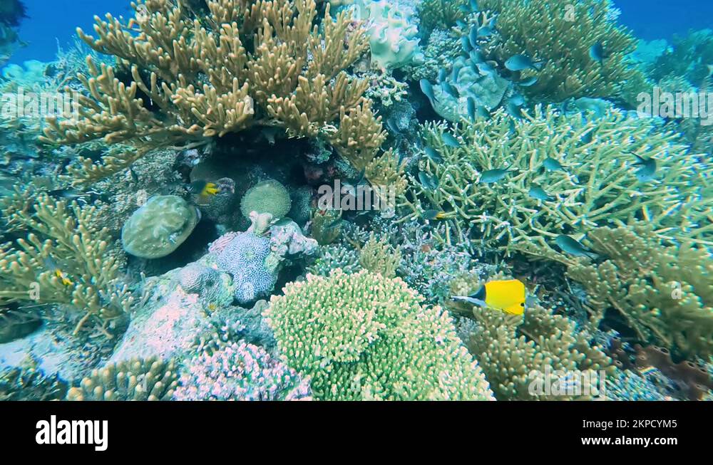 Underwater ocean landscape Stock Videos & Footage - HD and 4K Video ...