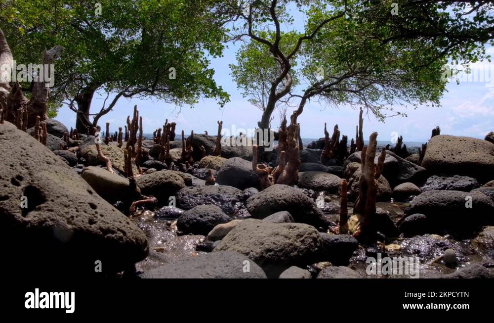 Coastal mangrove roots Stock Videos & Footage - HD and 4K Video Clips ...