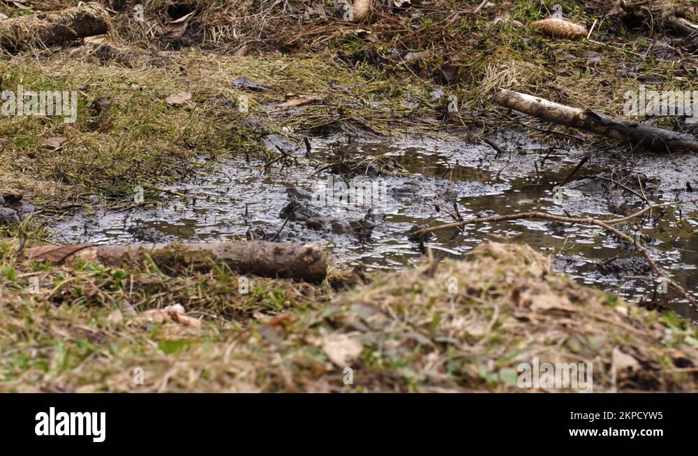 Colony of frogs wading submerged in mud pool breeding during mating ...