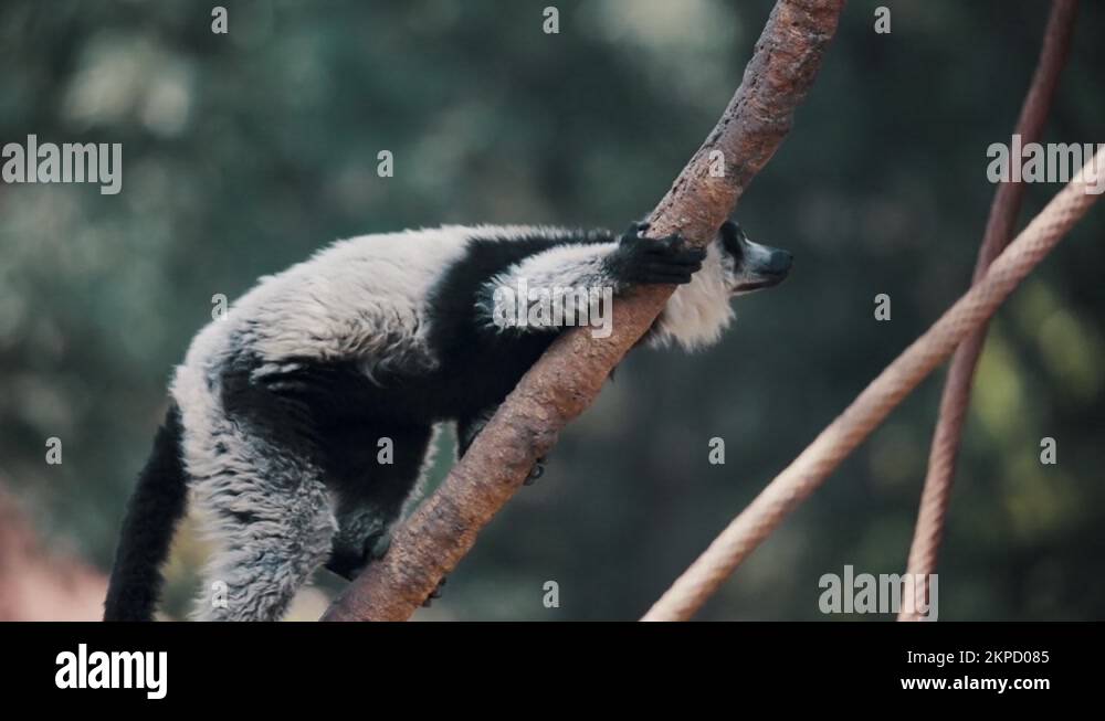 Critically Endangered Black-and-white Ruffed Lemur Climbing And Jumping ...