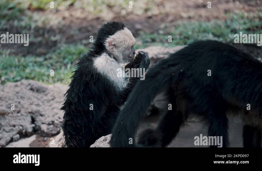 White faced capuchin monkey eating Stock Videos & Footage - HD and 4K ...