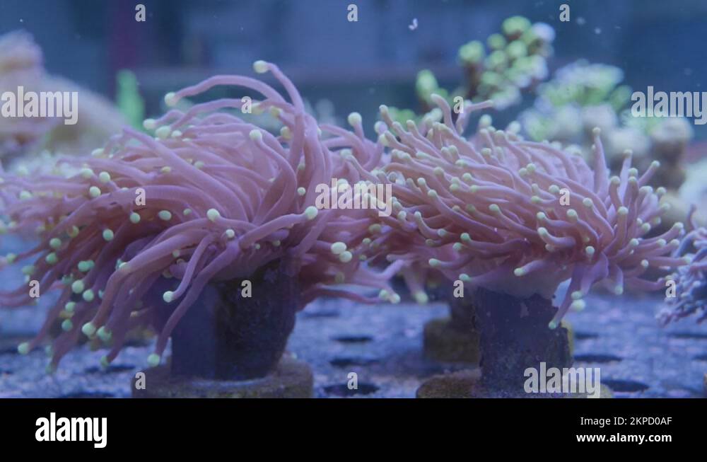 White rose movement Stock Videos & Footage - HD and 4K Video Clips - Alamy