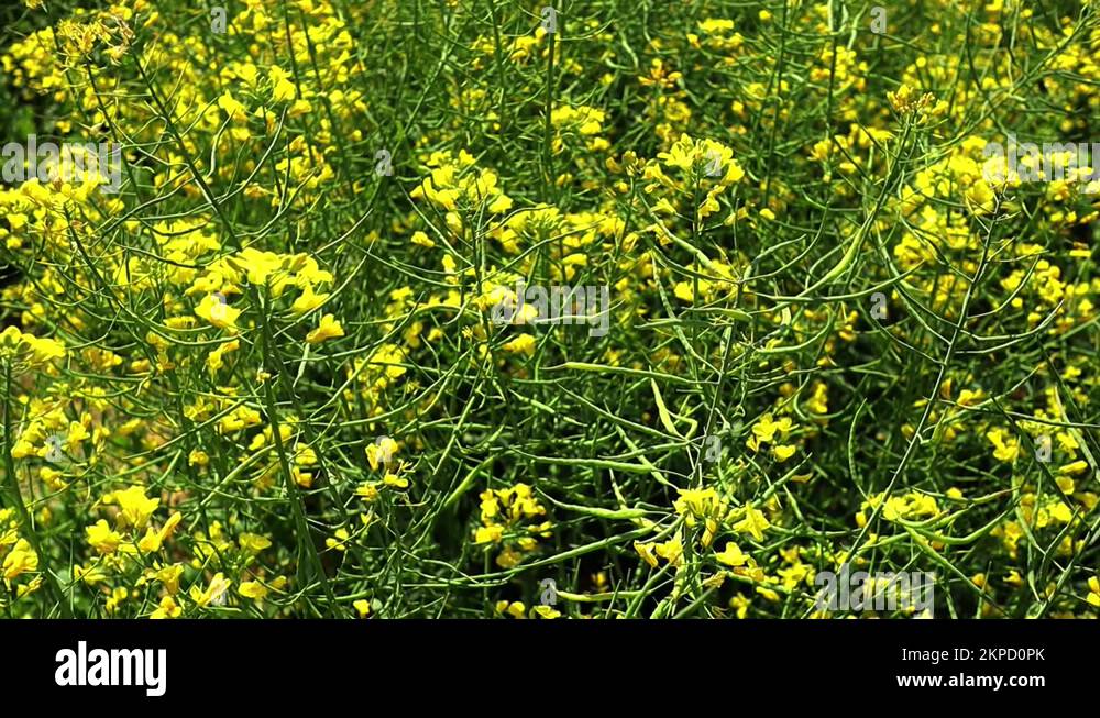 Brassicaceae plant Stock Videos & Footage - HD and 4K Video Clips - Alamy