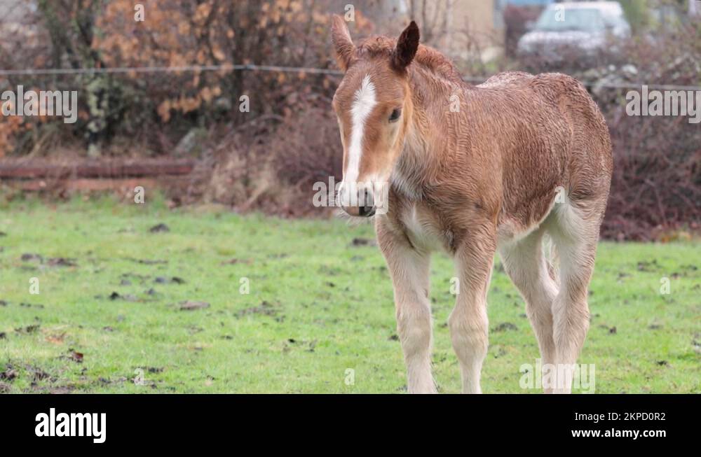 Young brown horse under the rain. Sad animal under the rain, young ...