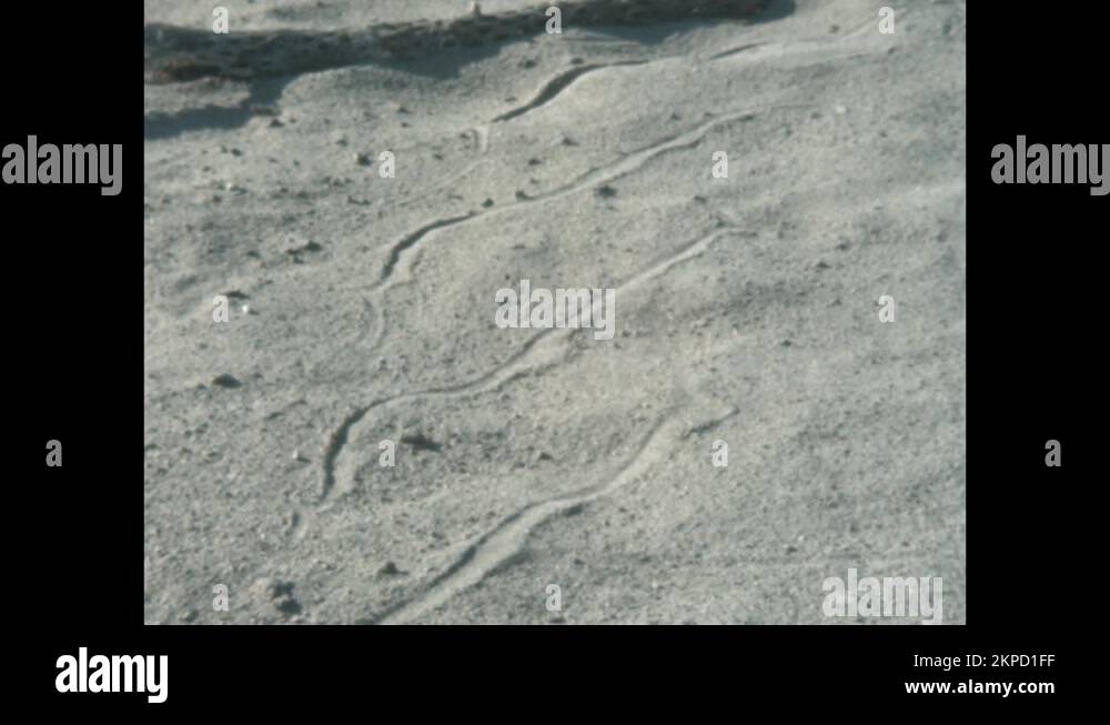 Tracks in sand Stock Videos & Footage - HD and 4K Video Clips - Alamy
