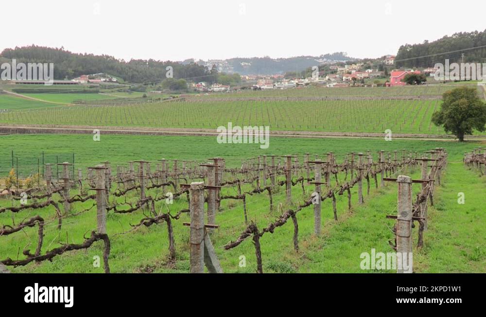 Vineyard plantations Stock Videos & Footage - HD and 4K Video Clips - Alamy