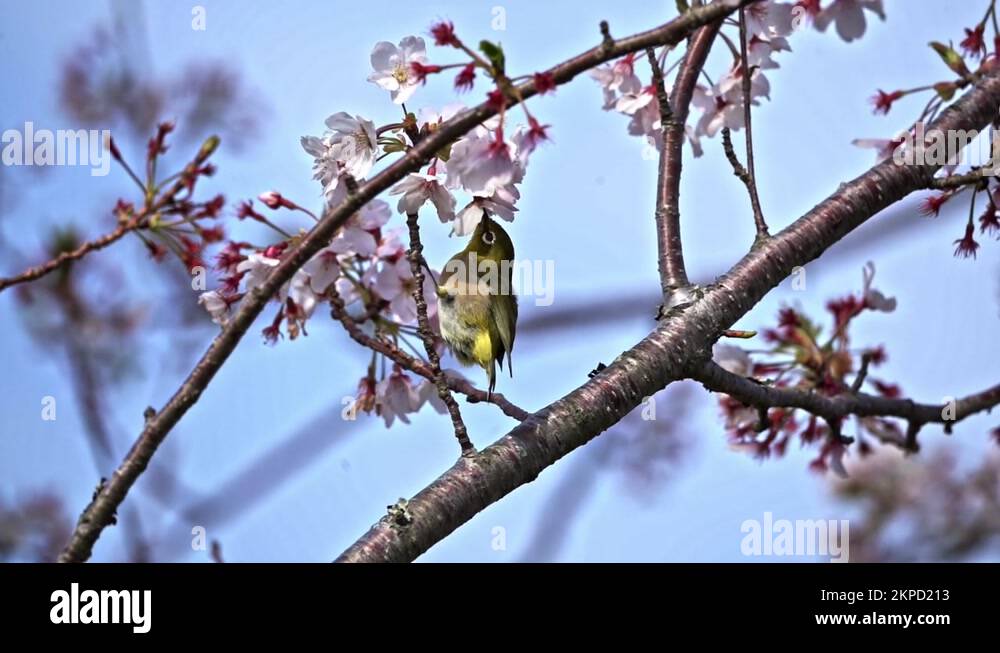 Bird eating blossom Stock Videos & Footage - HD and 4K Video Clips - Alamy