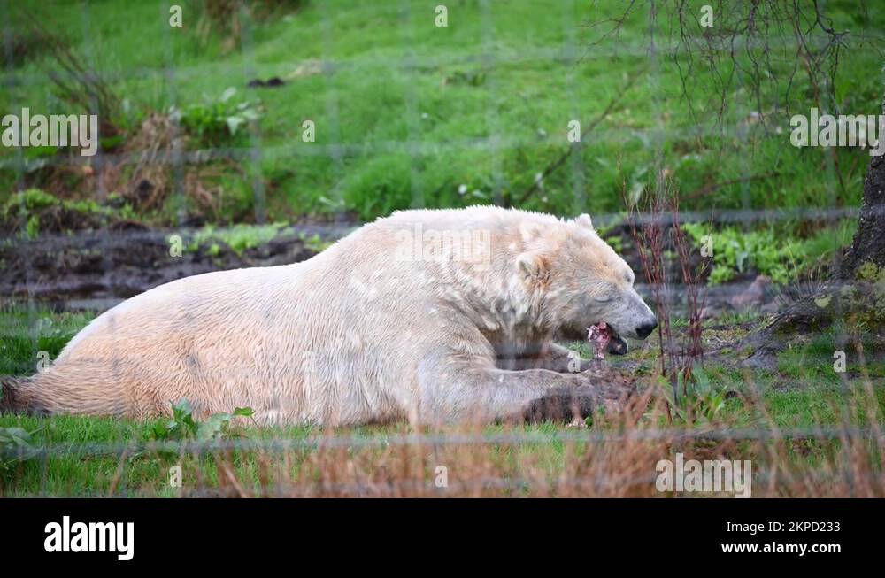 Bear bone Stock Videos & Footage - HD and 4K Video Clips - Alamy