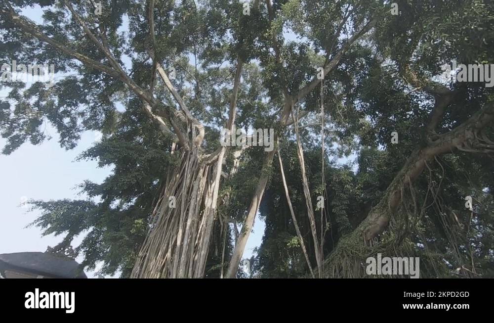 Holy tree bali Stock Videos & Footage - HD and 4K Video Clips - Alamy