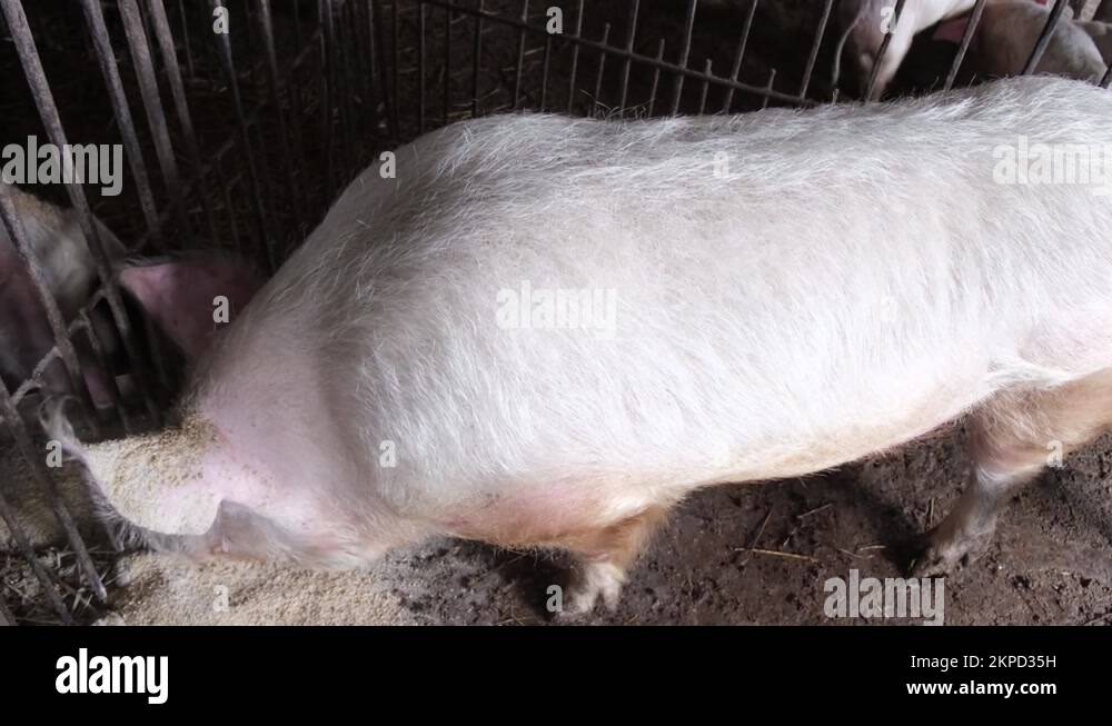 Big pig on the farm. Pig farm. Breeding animals for meat Stock Video ...