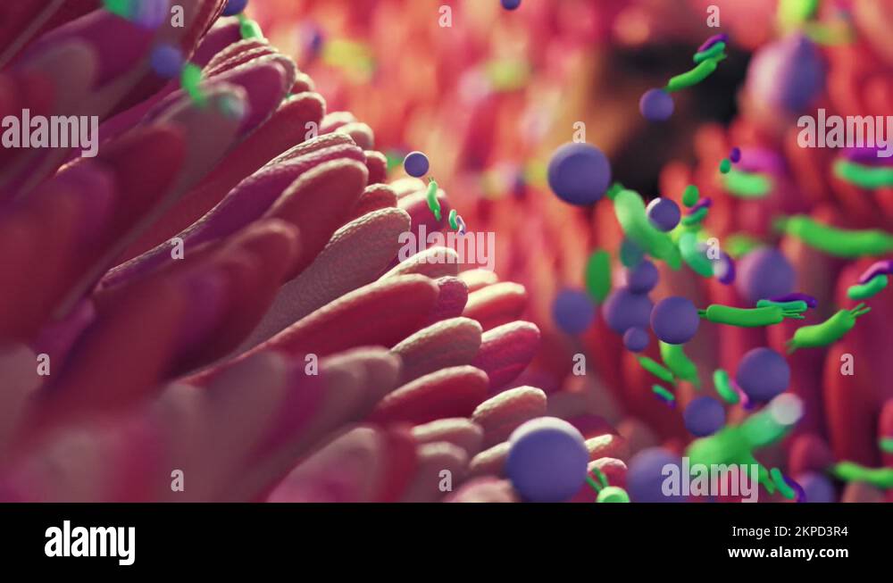 Microbiome intestine factories and microbiota. Gut health 3d render ...