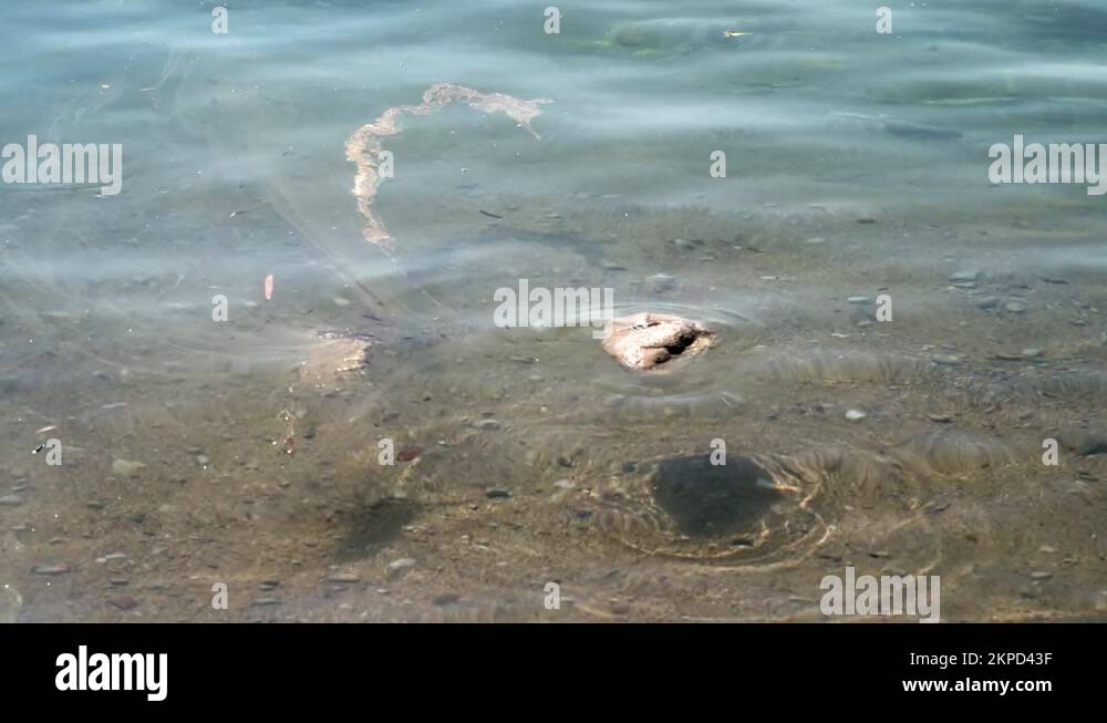 Ocean pollution sea water Stock Videos & Footage - HD and 4K Video ...