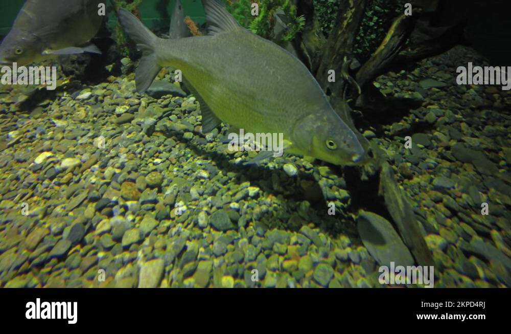 Bream fish Stock Videos & Footage - HD and 4K Video Clips - Alamy