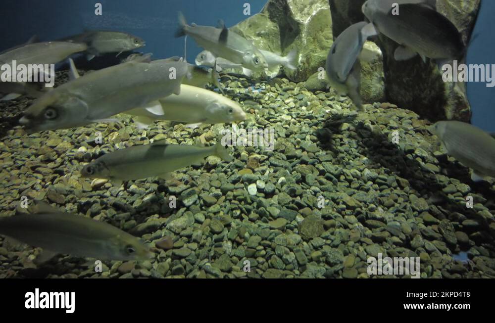 Baikal omul Stock Videos & Footage - HD and 4K Video Clips - Alamy