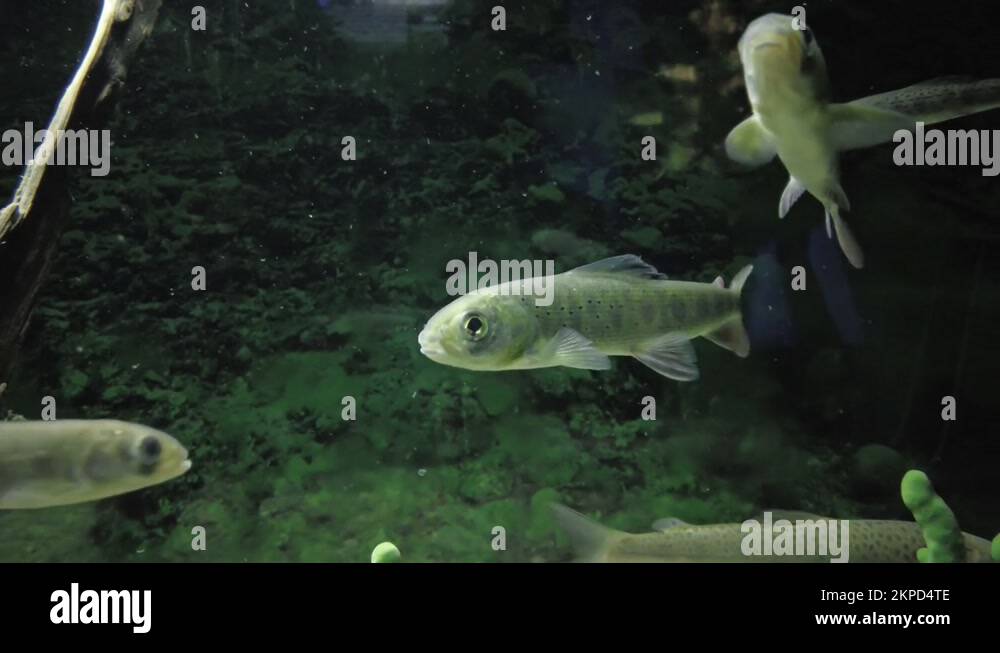 Minnow fish Stock Videos & Footage - HD and 4K Video Clips - Alamy