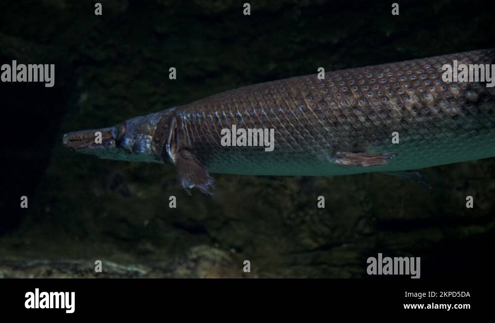 Gar pike Stock Videos & Footage - HD and 4K Video Clips - Alamy