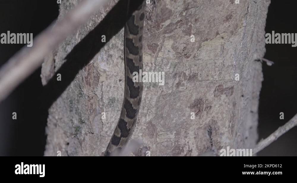 Snake predator Stock Videos & Footage - HD and 4K Video Clips - Alamy