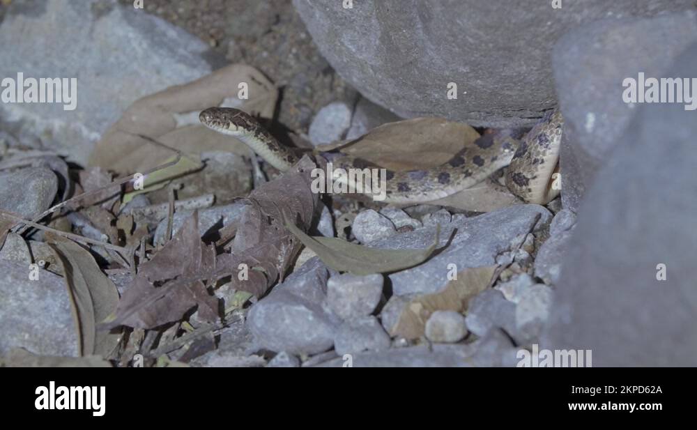 Leptodeira annulata snake, aka cat-eyed snake, immobilized on the ...