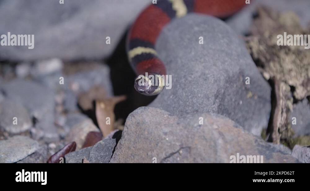 Coral mimic snake Stock Videos & Footage - HD and 4K Video Clips - Alamy