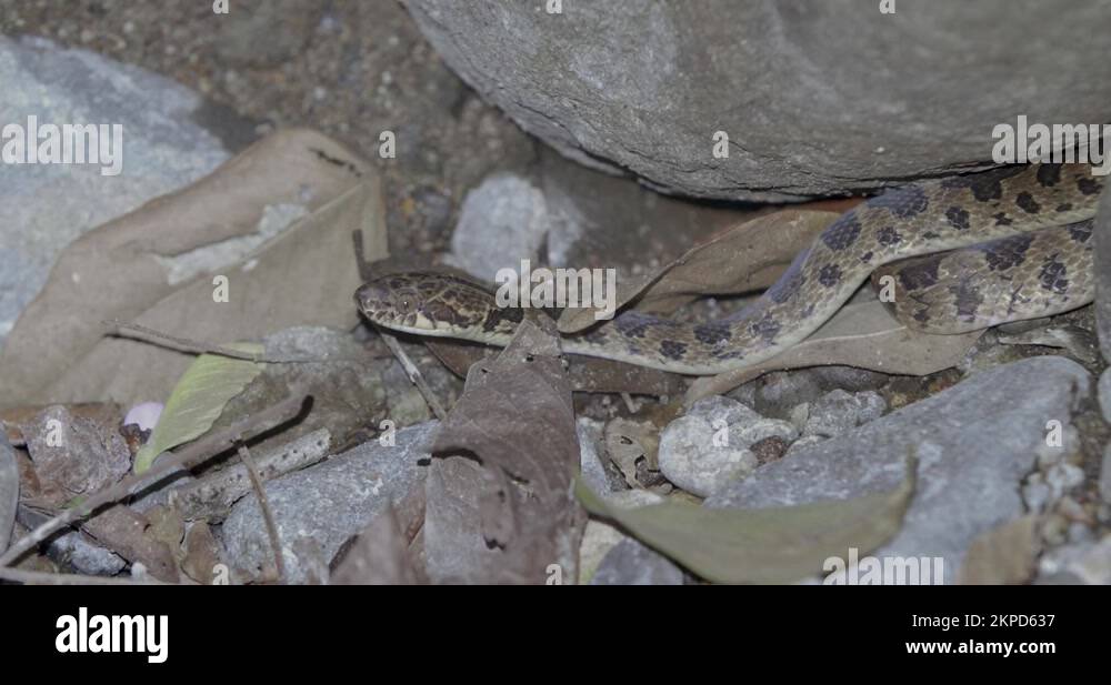 cat-eyed snake remains still on the ground. Leptodeira annulata specie ...