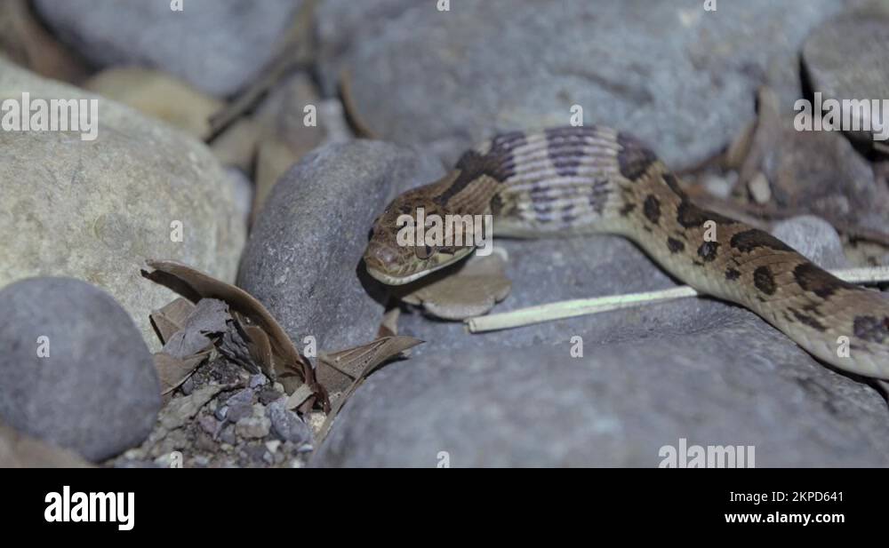 Defense of fauna Stock Videos & Footage - HD and 4K Video Clips - Alamy