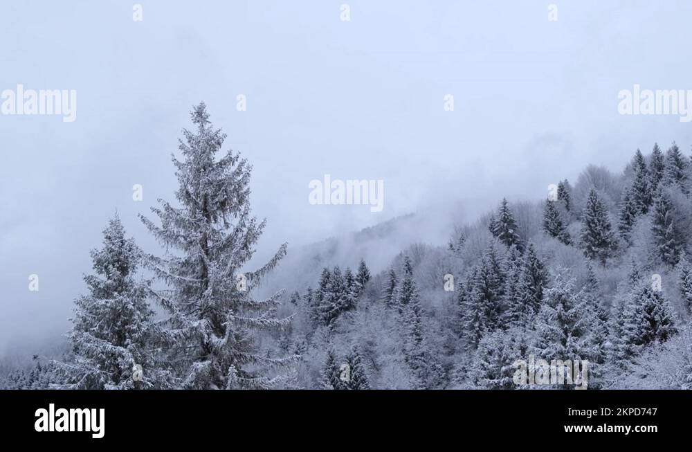 Fog over snowy trees Stock Videos & Footage - HD and 4K Video Clips - Alamy