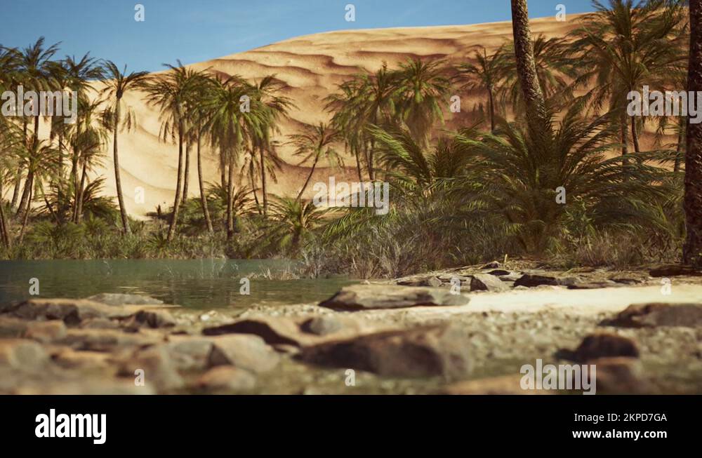 Sahara oasis pond Stock Videos & Footage - HD and 4K Video Clips - Alamy