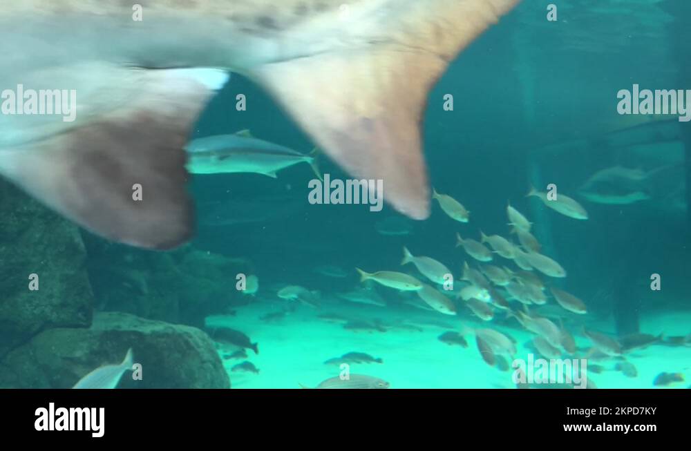 Raggedtoothshark Stock Videos & Footage - HD and 4K Video Clips - Alamy