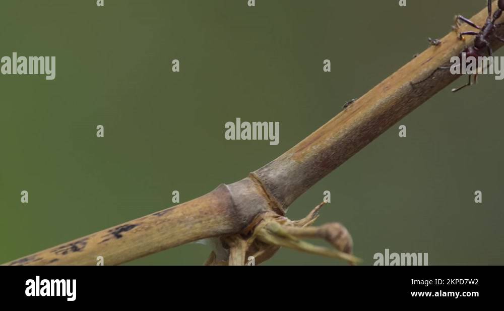 Broken leg insect Stock Videos & Footage - HD and 4K Video Clips - Alamy