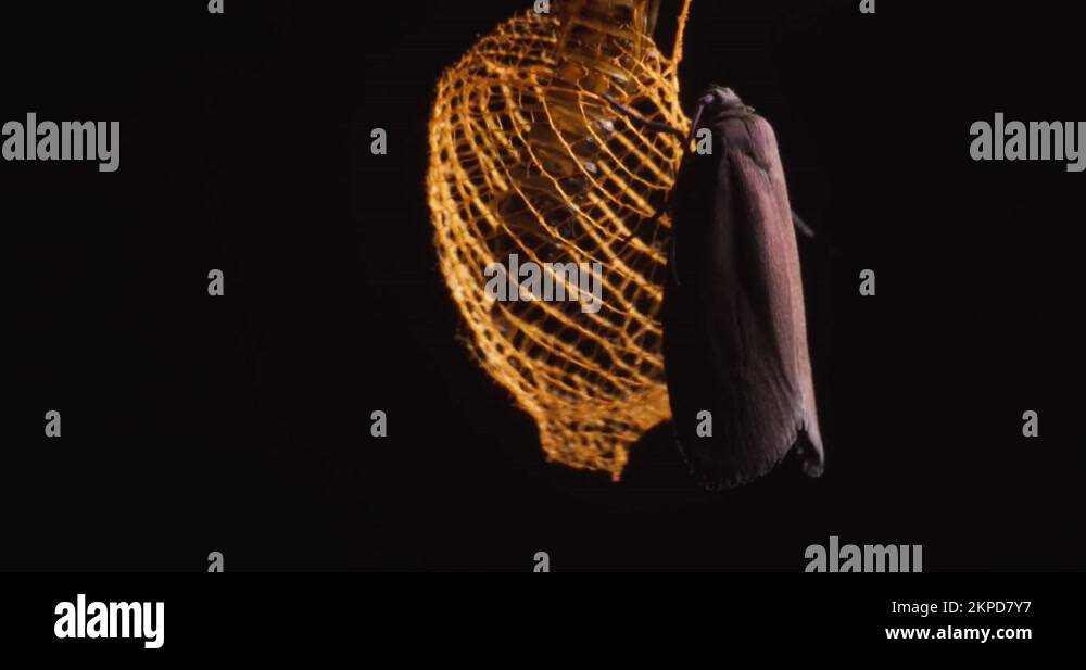 Urodid moth excreting liquid after its metamorphosis from the cocoon ...