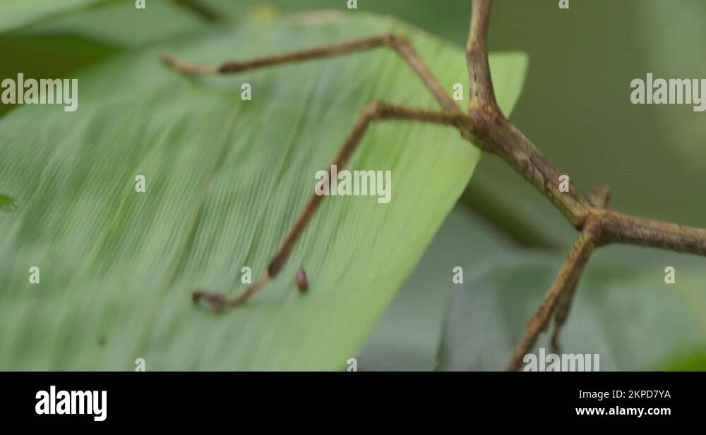 Mimics leaf Stock Videos & Footage - HD and 4K Video Clips - Alamy