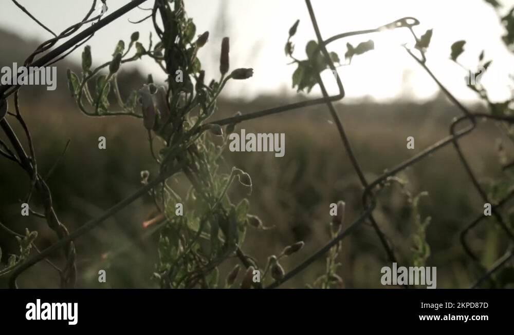 Creeper plant fence Stock Videos & Footage - HD and 4K Video Clips - Alamy